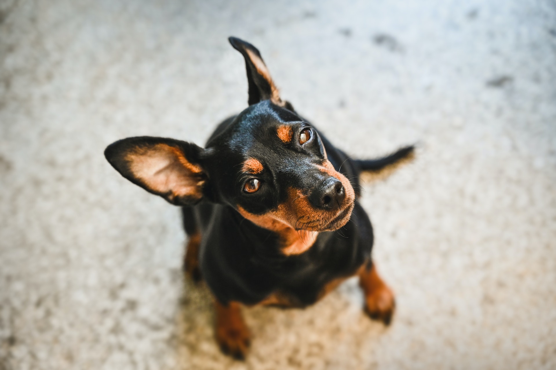 Tudo sobre a raça Pinscher - Compets - Tudo sobre pets